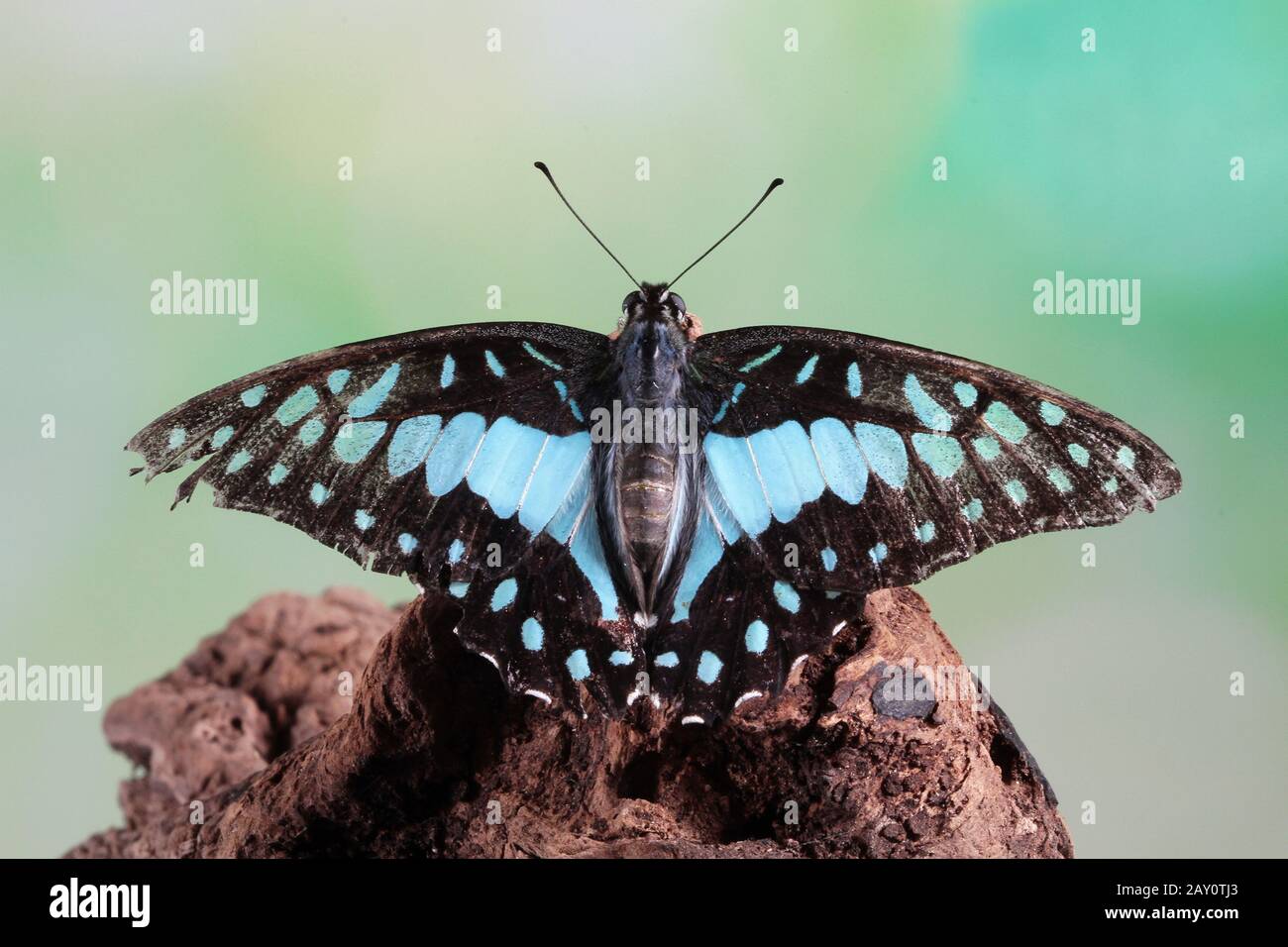 Rear View Of Butterfly High Resolution Stock Photography and Images - Alamy