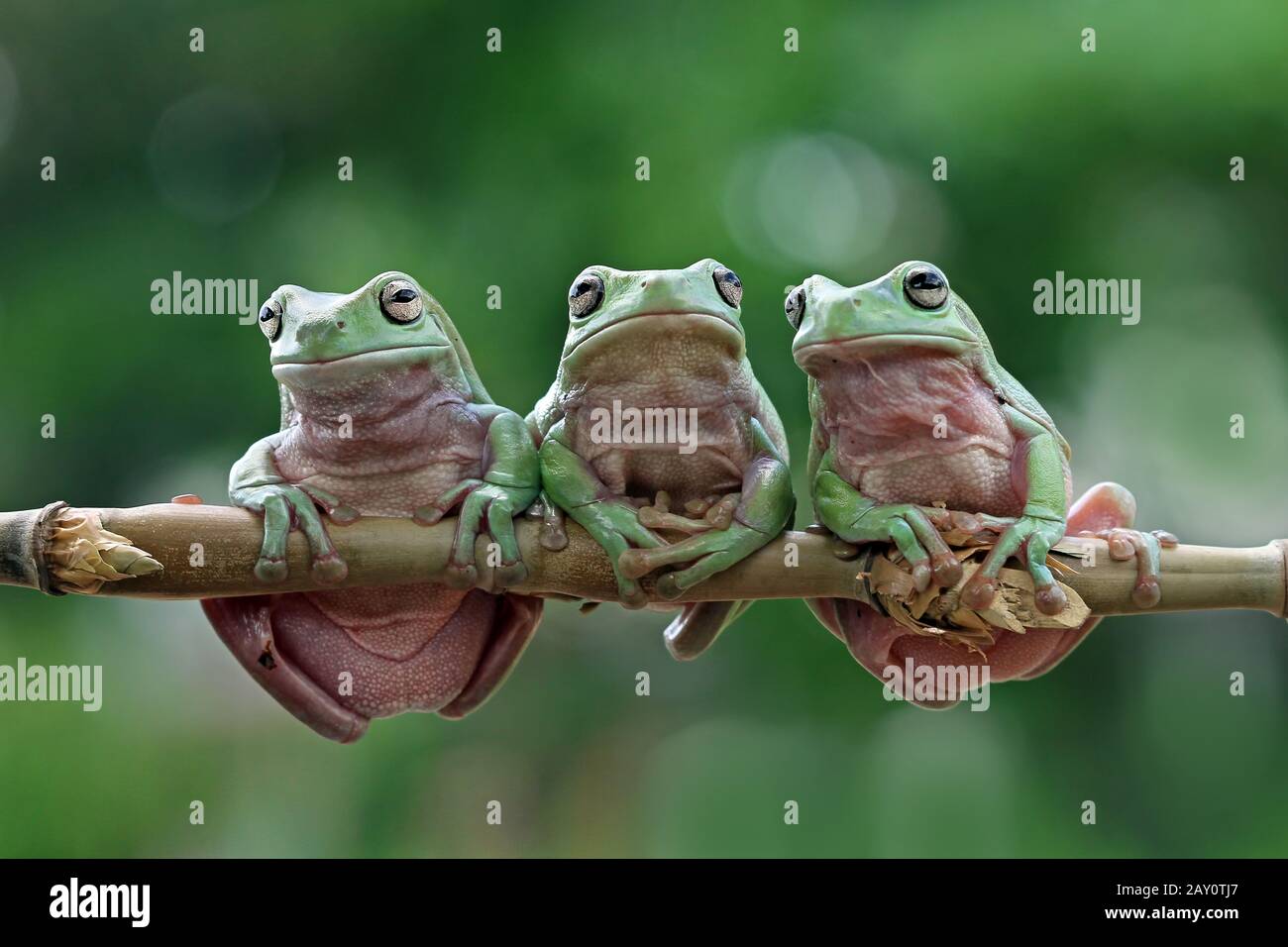 Three frogs branch hi-res stock photography and images - Alamy
