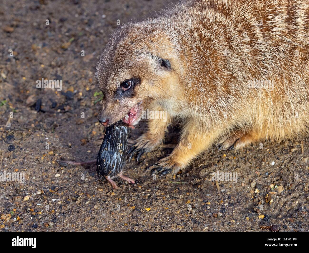Meerkats Eating