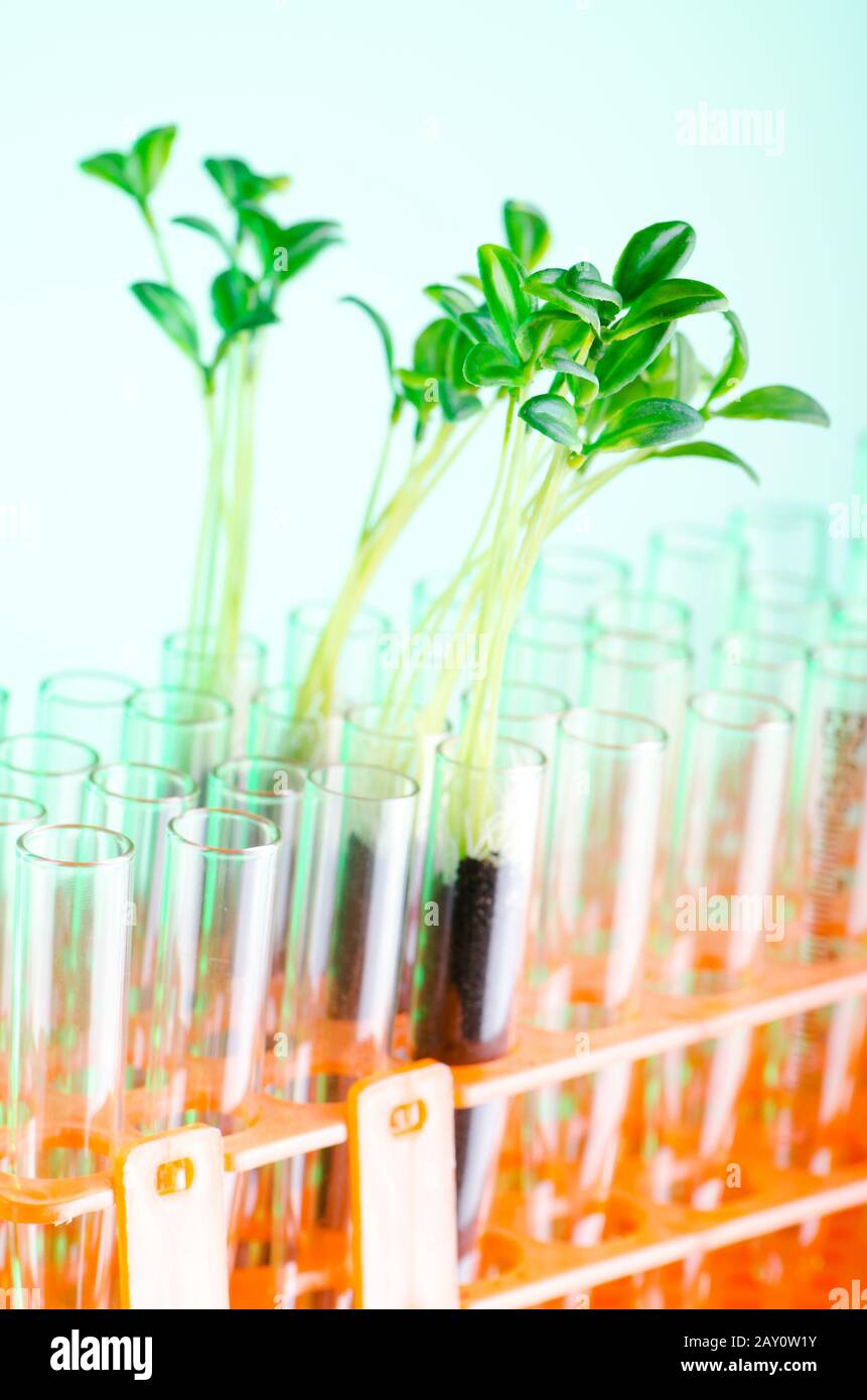 Lab experiment with green seedlings Stock Photo - Alamy