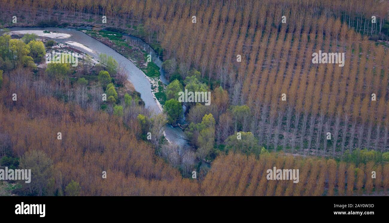 White poplar, Trees plantation, La Rioja, Spain, Europe Stock Photo - Alamy