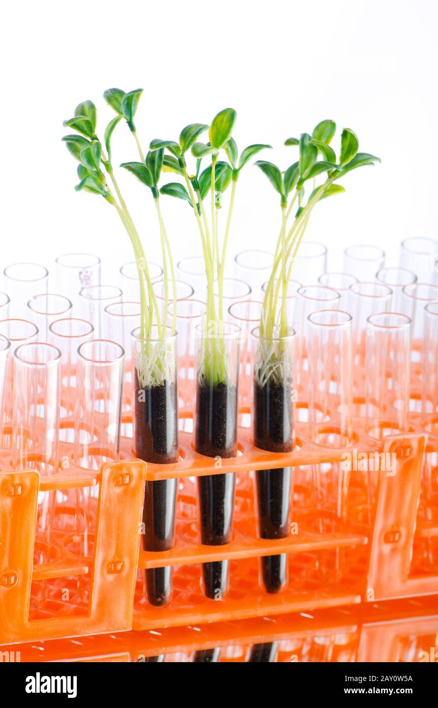 Lab experiment with green seedlings Stock Photo - Alamy