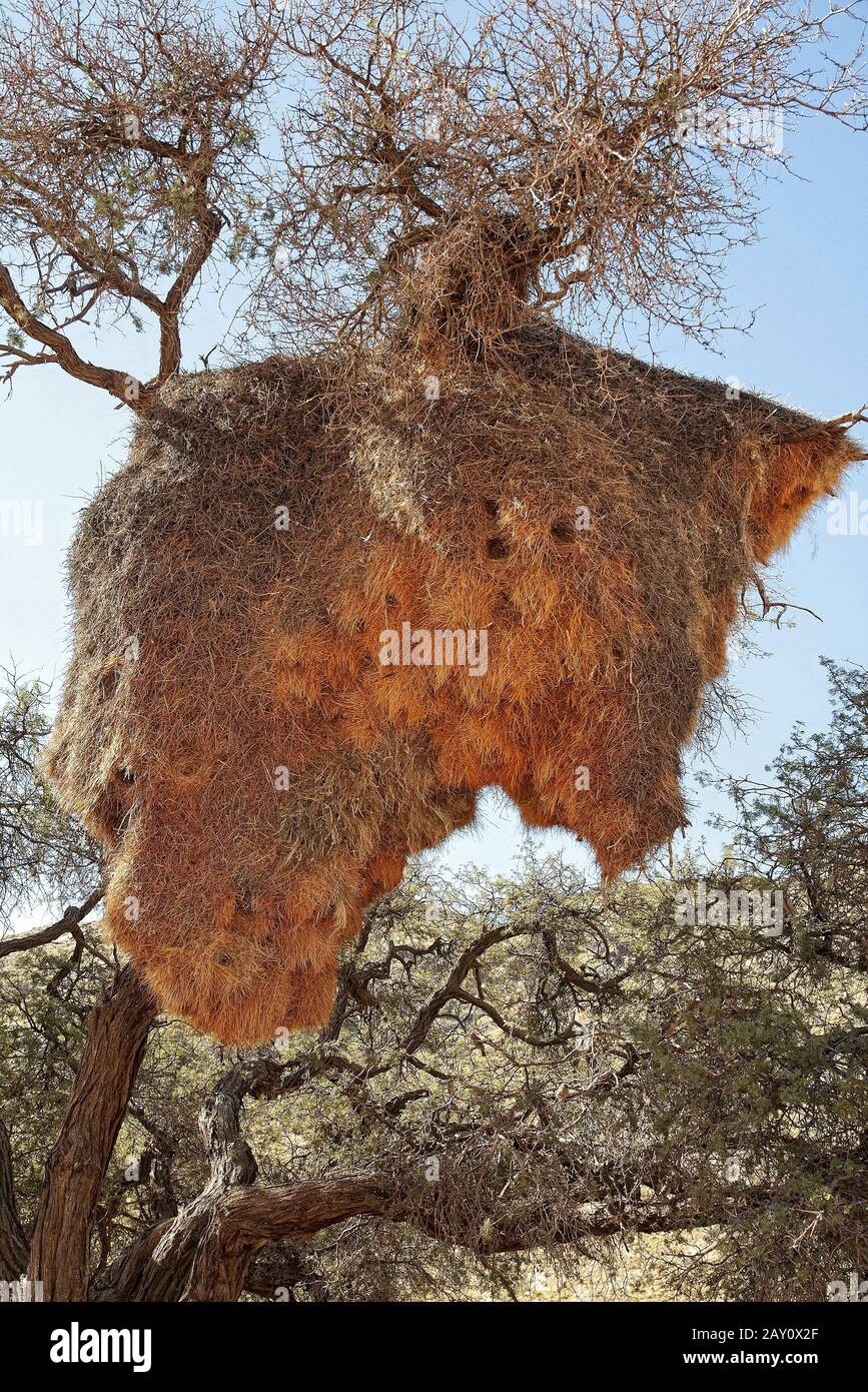 Weber bird nest Stock Photo - Alamy