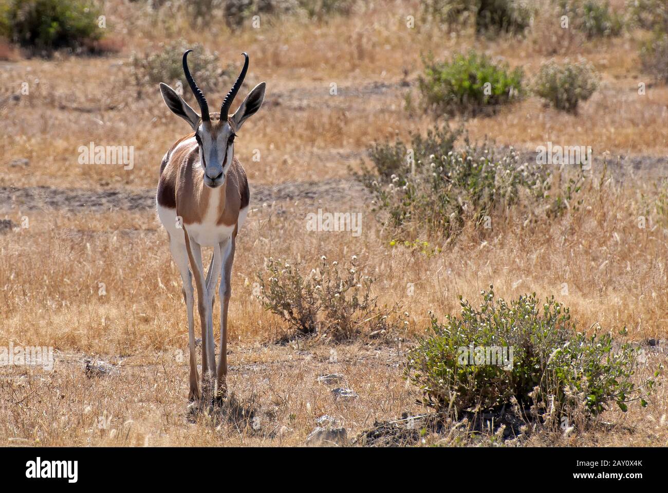Springbock hi-res stock photography and images - Alamy