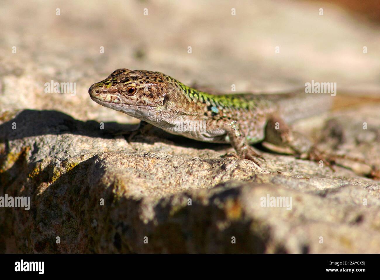 Common lizard, wall lizard Stock Photo - Alamy