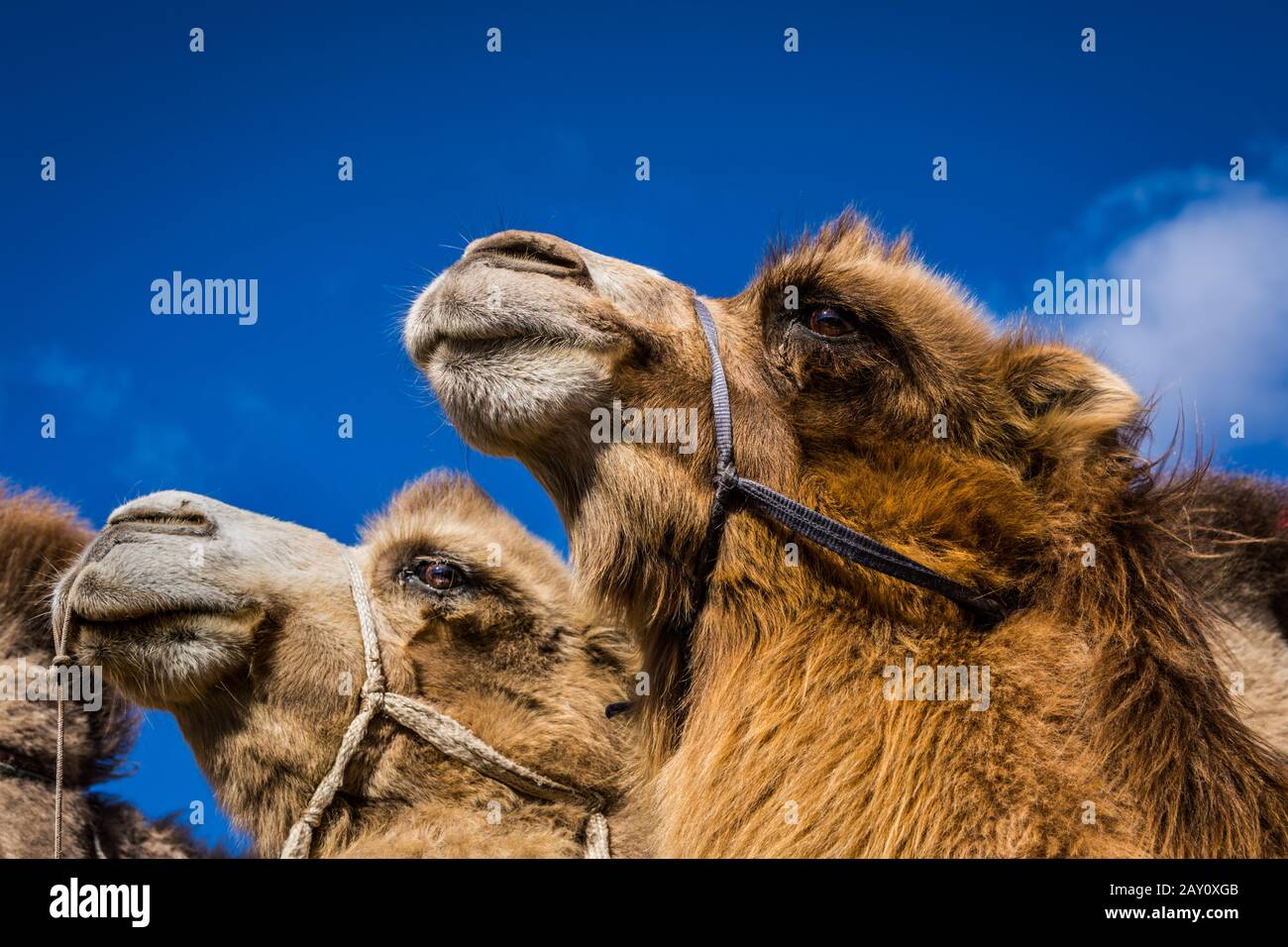 Camels are hardy animals having high tolerance for cold, drought,and ...