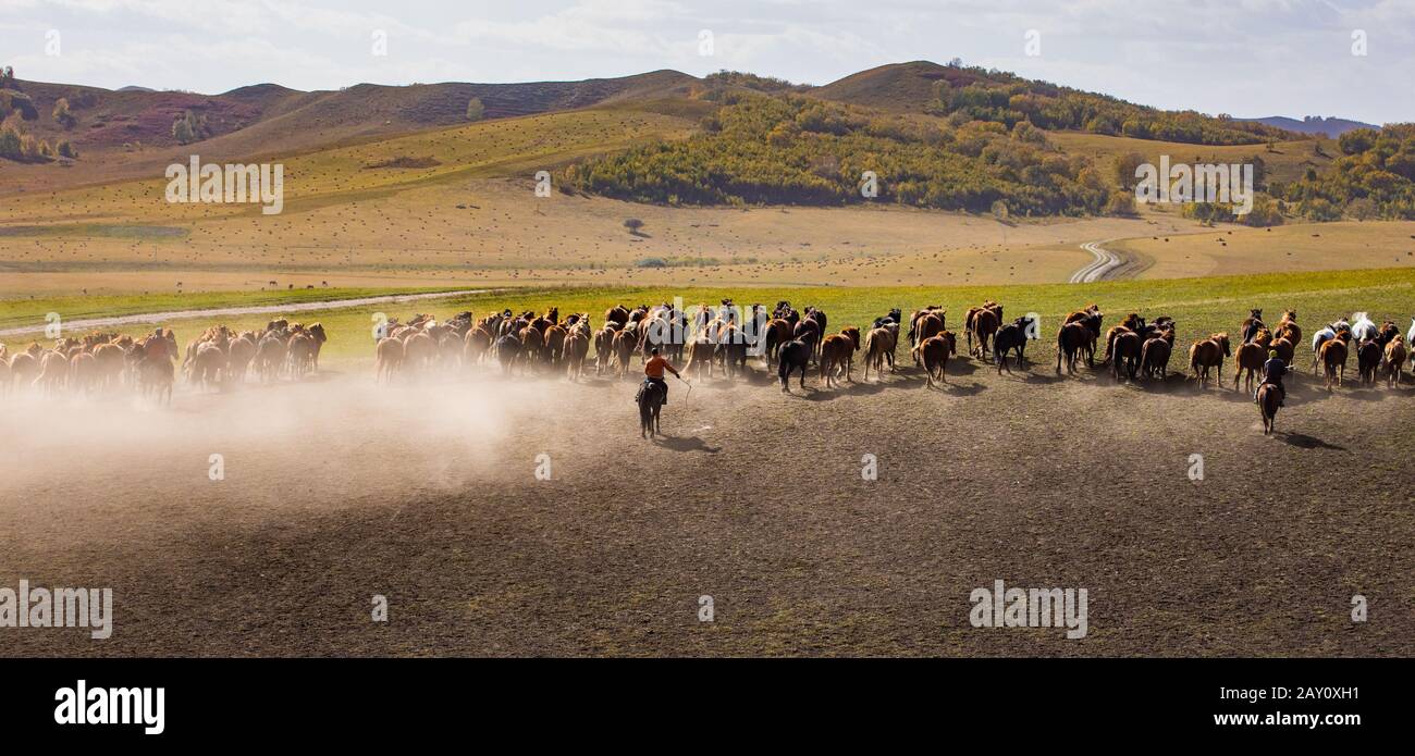 Prancing horses hi-res stock photography and images - Alamy