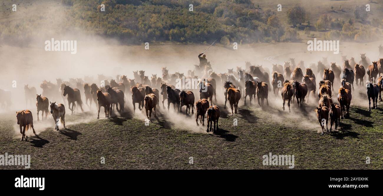 Horse herd galloping hi-res stock photography and images - Alamy