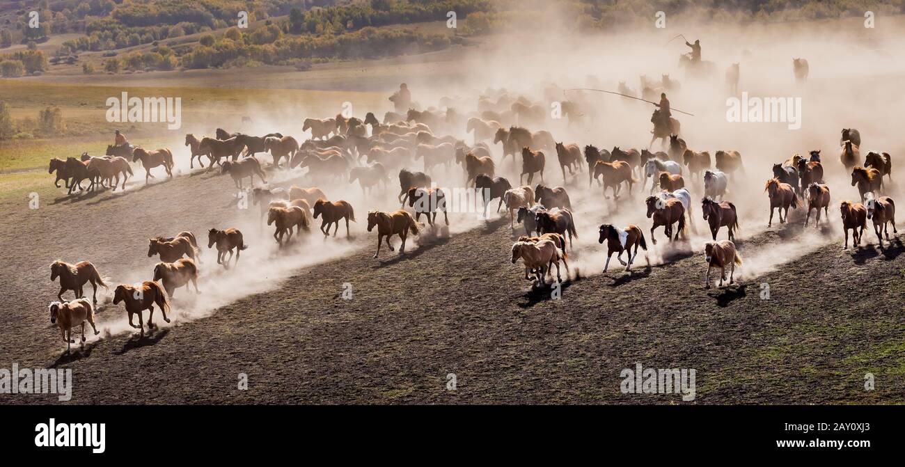 Prancing horses hi-res stock photography and images - Alamy