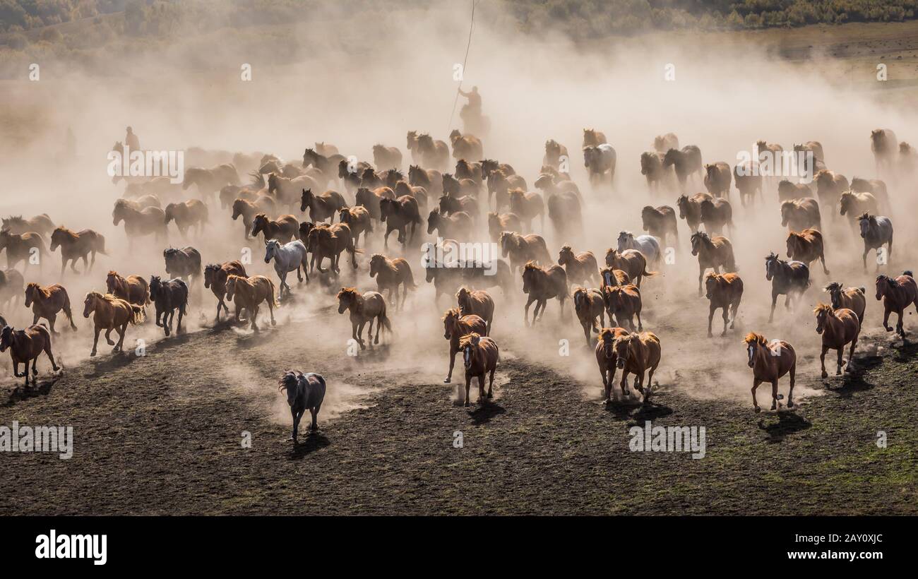 Prancing horses hi-res stock photography and images - Alamy
