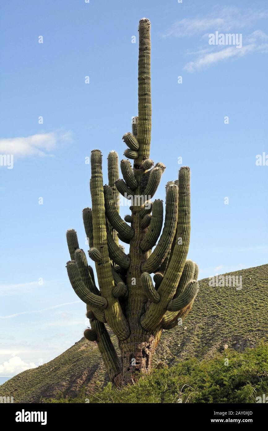 Cacti chile hi-res stock photography and images - Alamy