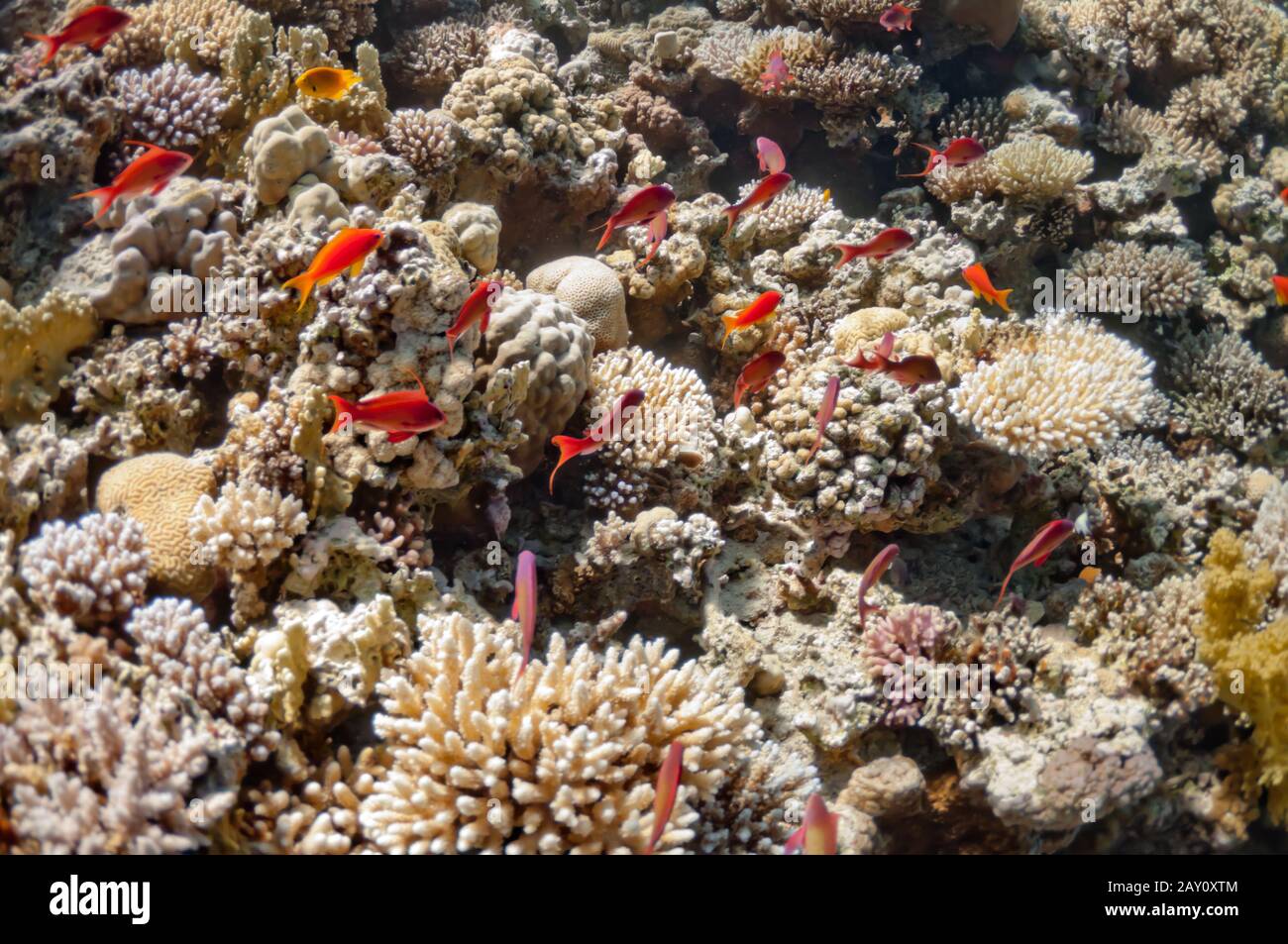 Beautiful coral reef near the Dahab city of Egypt Stock Photo - Alamy