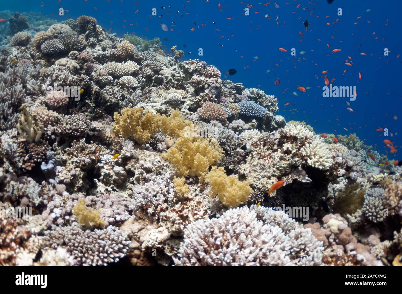 Beautiful coral reef near the Dahab city of Egypt Stock Photo - Alamy