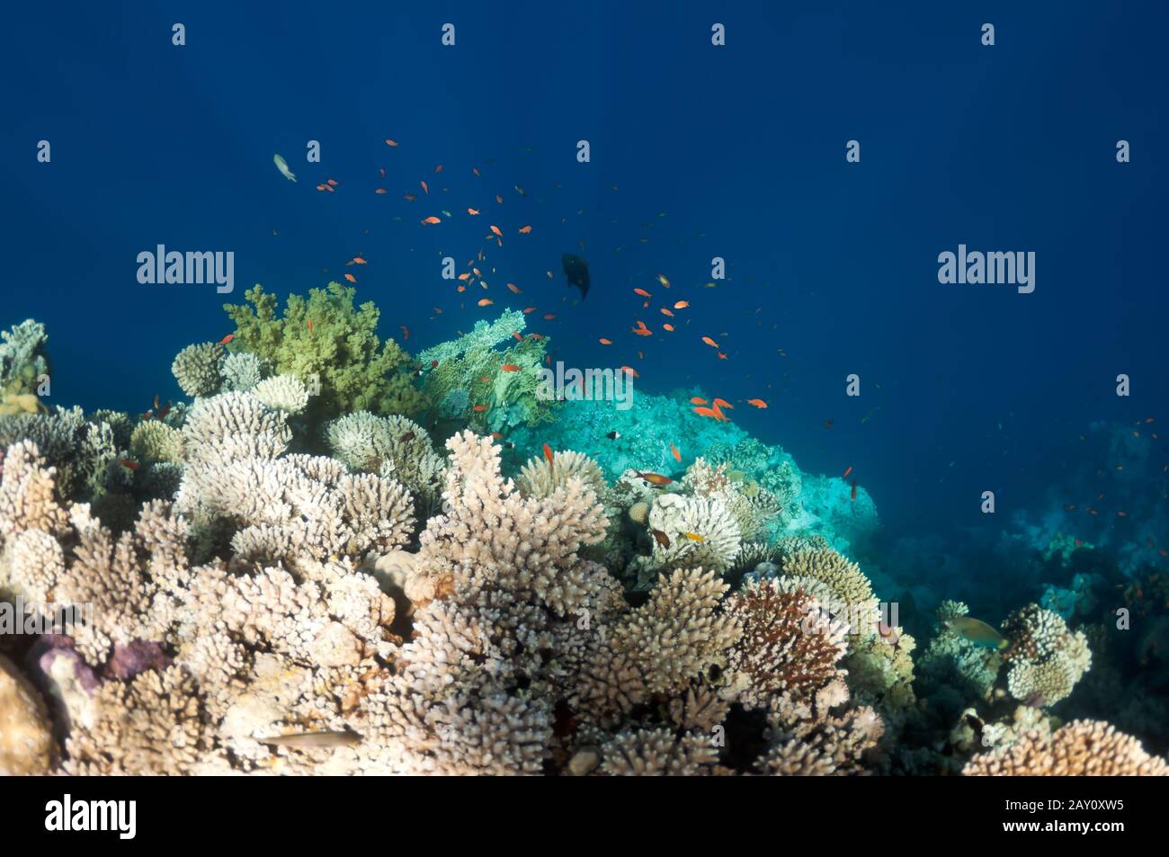 Coral reef egypt hi-res stock photography and images - Alamy