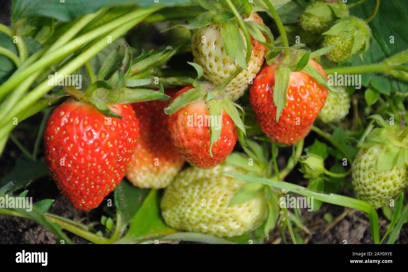 Group of bright red shiny strawberries hi-res stock photography and ...