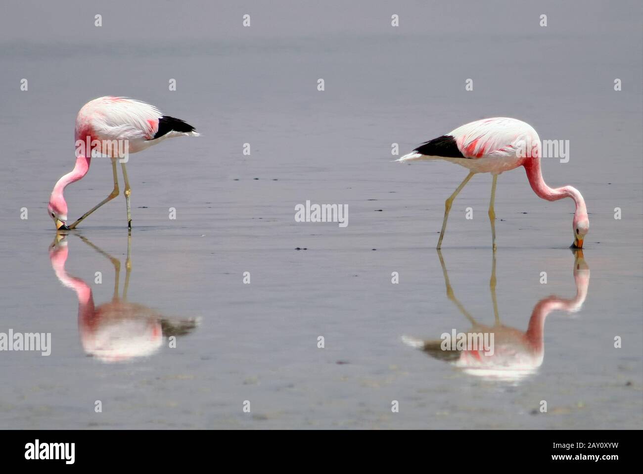Anden flamingos andenflamingo hi-res stock photography and images - Alamy