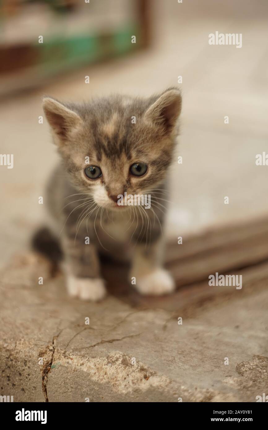 Lovely little kitten walk outdoor. Closeup portrait Stock Photo - Alamy