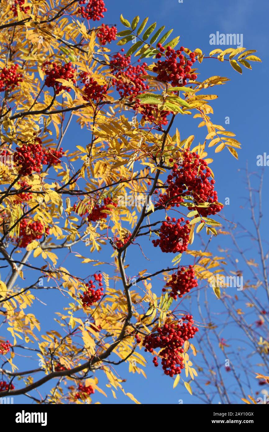 Rowan scarlet hi-res stock photography and images - Alamy