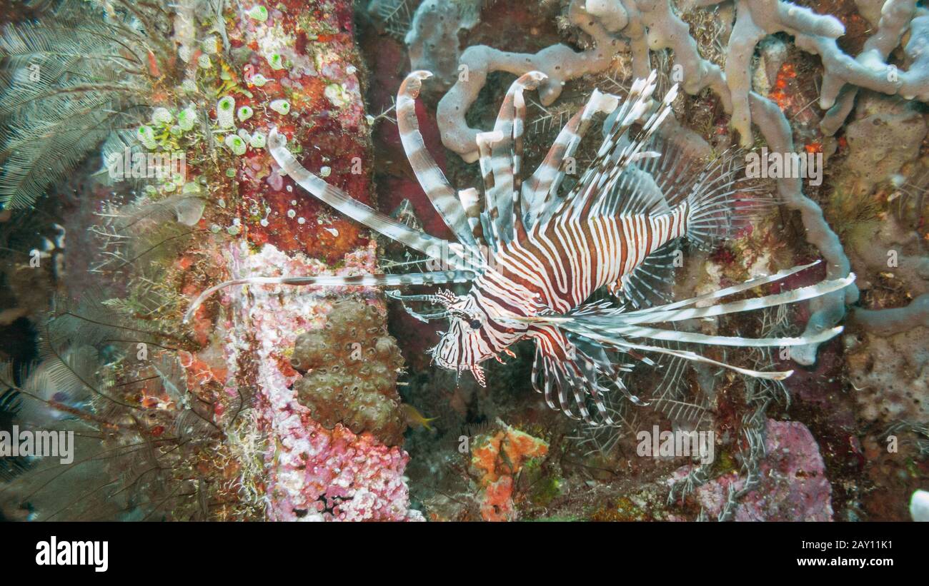 Pterois is a genus of venomous marine fish, commonly known as lionfish ...