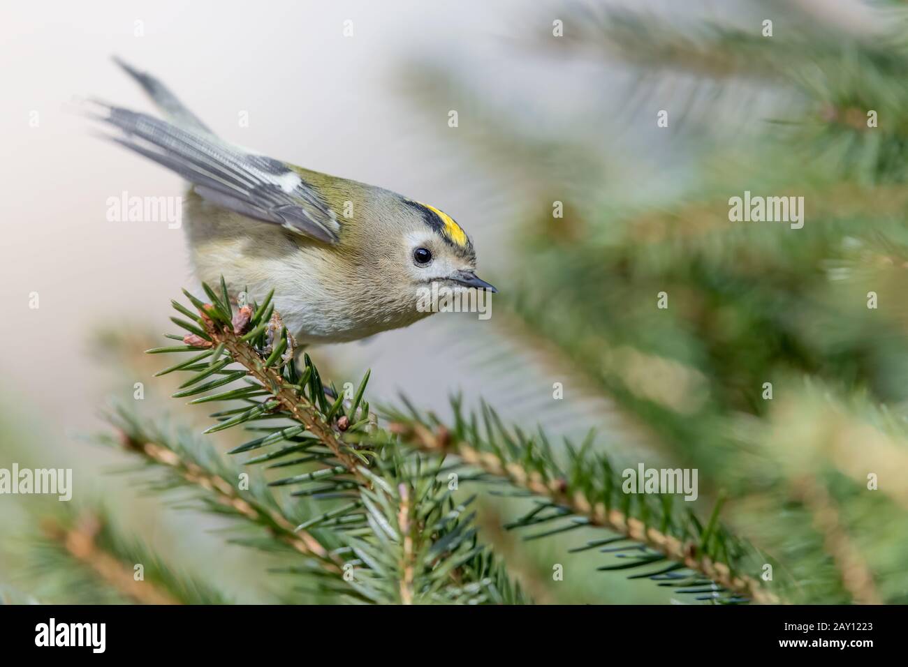 Firecrest female hi-res stock photography and images - Alamy