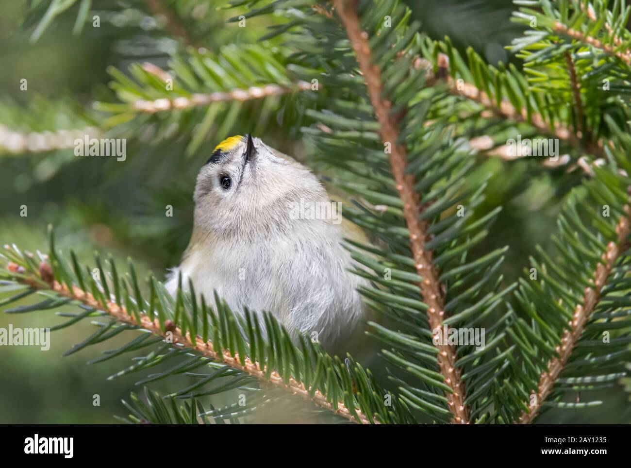 The wonderful Goldcrest female (Regulus regulus Stock Photo - Alamy