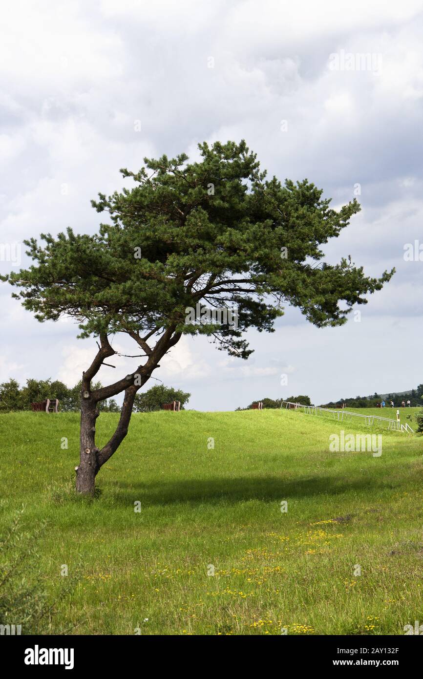 Tree on a salt marsh Stock Photo - Alamy
