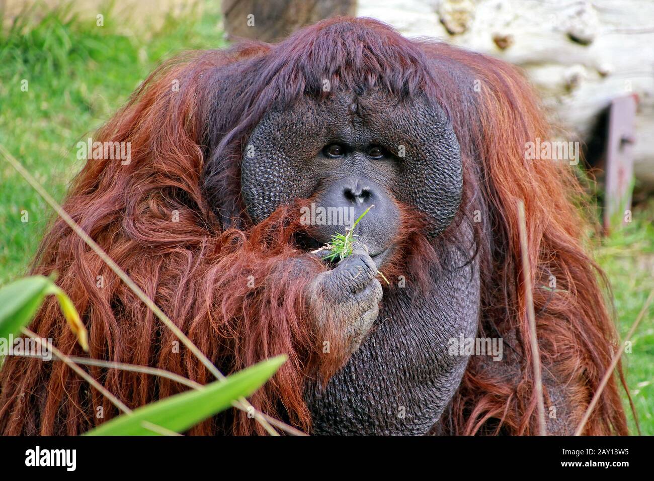 Utan hi-res stock photography and images - Alamy
