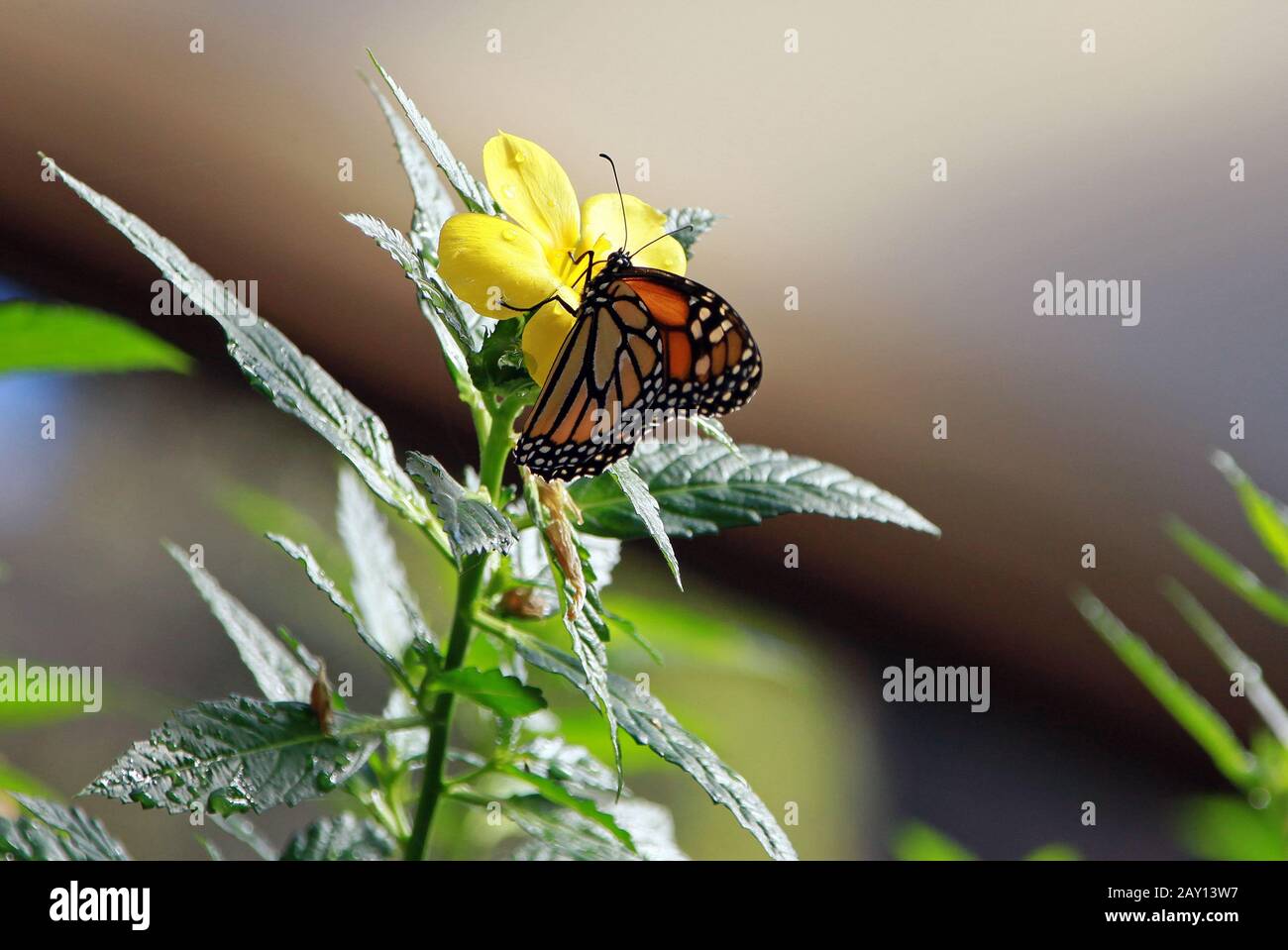 Monarch falter hi-res stock photography and images - Alamy