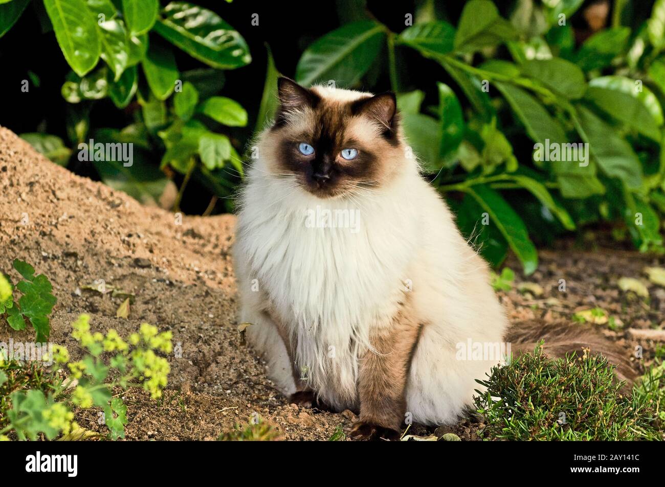 Ragdollcat hi-res stock photography and images - Alamy