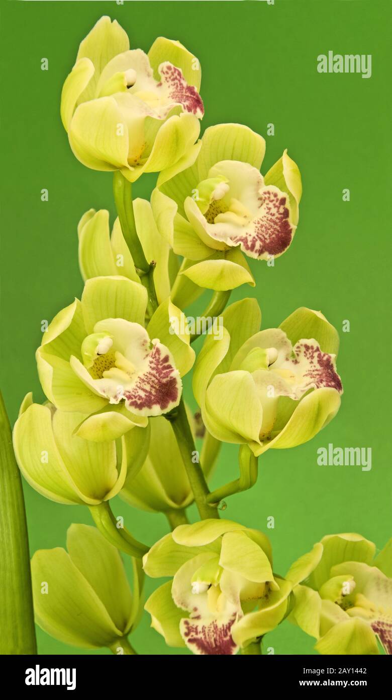 Cymbidium indoor hi-res stock photography and images - Alamy
