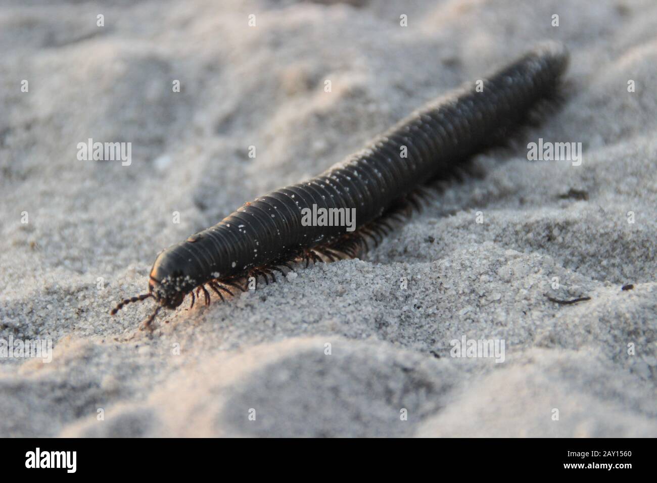 Julida - squad of two-legged millipedes. Common group of terrestrial ...