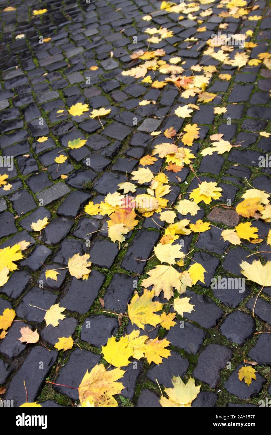 Autumn leaves on cobblestones Stock Photo - Alamy