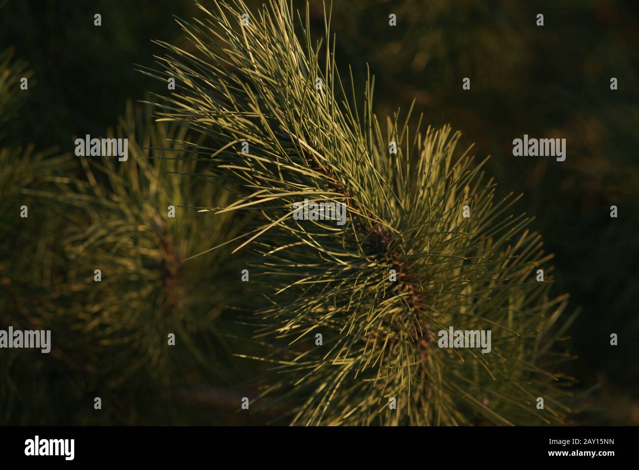 Lush green pine tree forest hi-res stock photography and images - Alamy