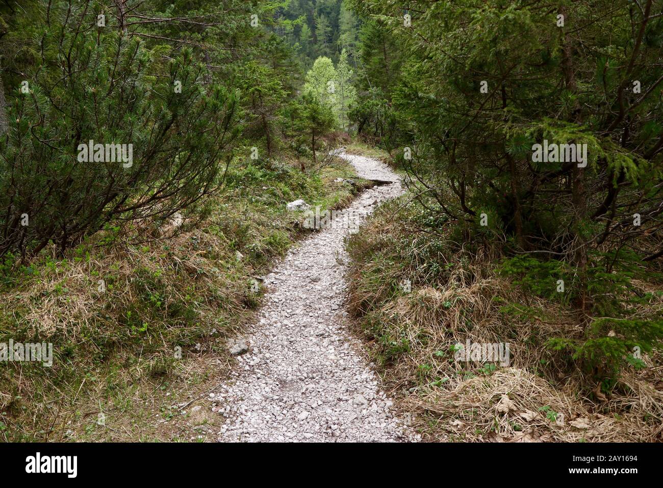 Narrow pathway in a forest surrounded by beautiful green trees Stock ...