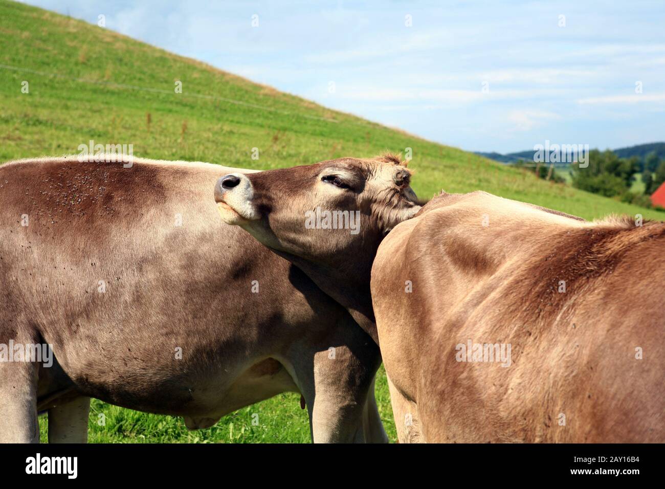 Cow head between two cow bottoms Stock Photo - Alamy