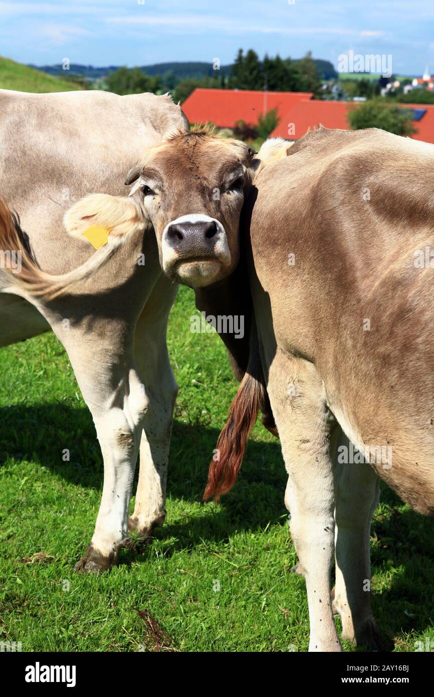 Cow head between two cow bottoms Stock Photo - Alamy
