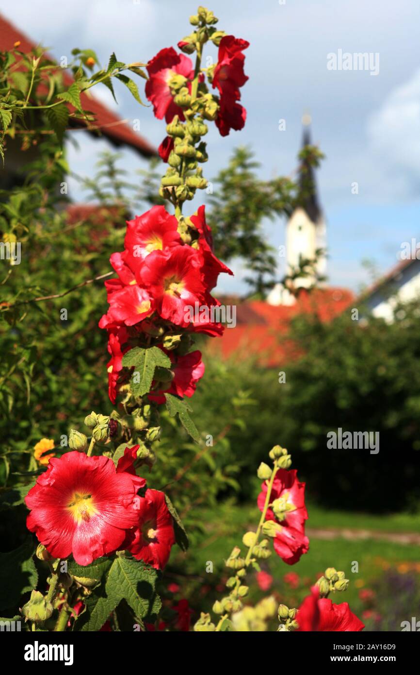 Stock roses in the farmer's garden Stock Photo - Alamy