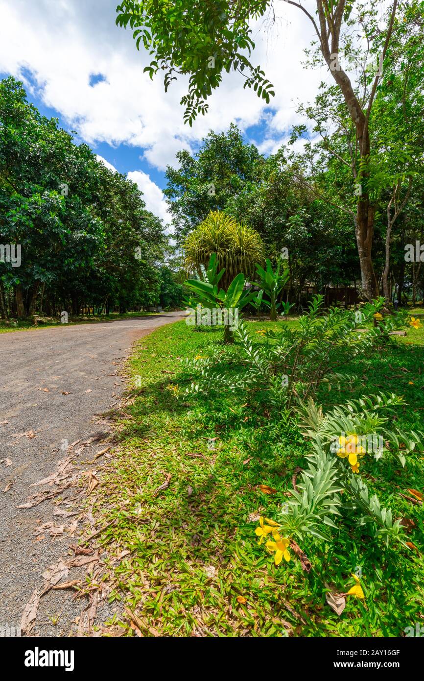 Tropical Plants And Trees In Berg En Dal Suriname Stock Photo - Alamy