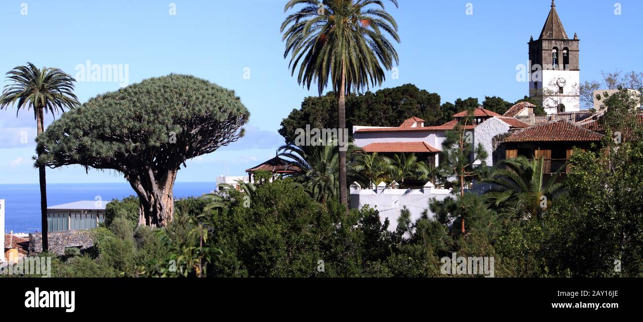1000 year old dragon tree hi-res stock photography and images - Alamy