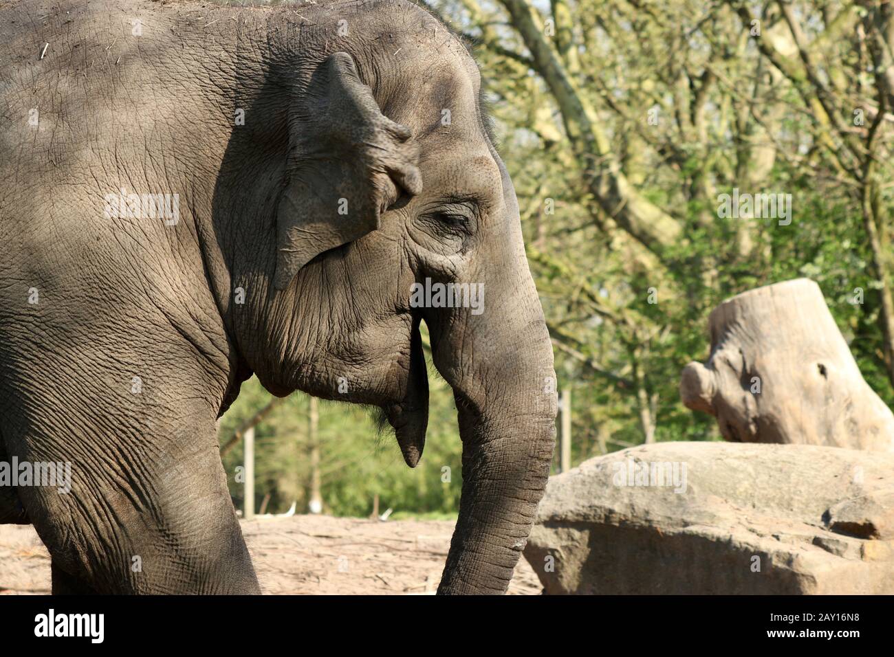 Mother and a baby elephant in a forest during daytime Stock Photo - Alamy