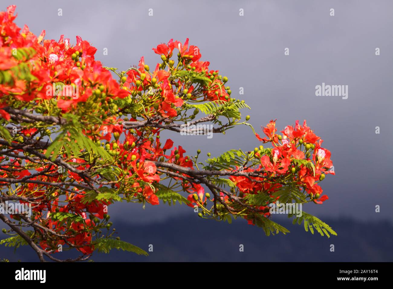 flowering flame tree Stock Photo - Alamy