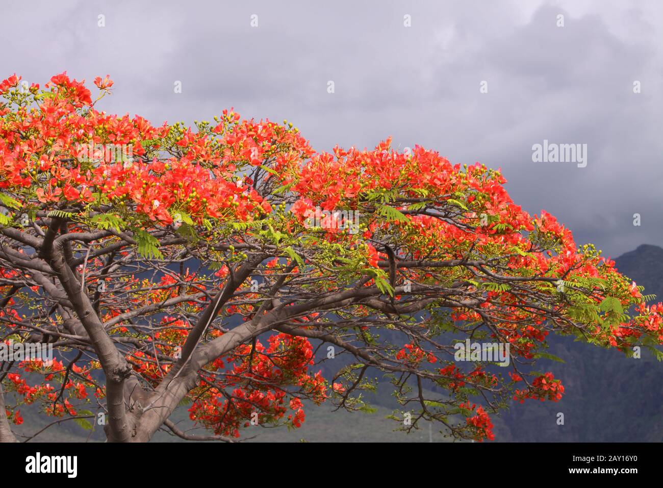 flowering flame tree Stock Photo - Alamy