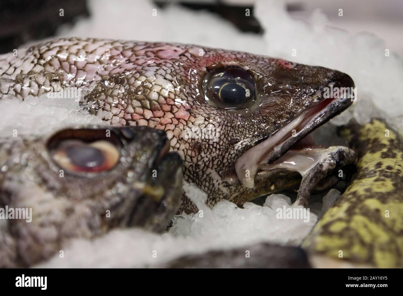 Forkbeard hi-res stock photography and images - Alamy