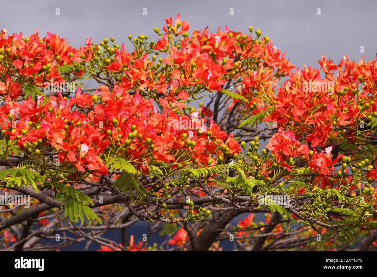 flowering flame tree Stock Photo - Alamy