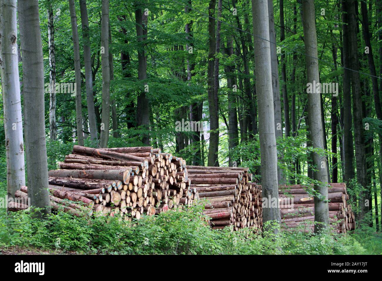 mixed forest used for timber production Stock Photo - Alamy