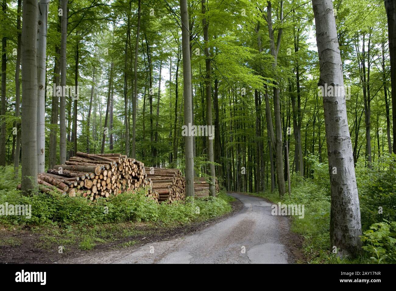 mixed forest used for timber production Stock Photo - Alamy