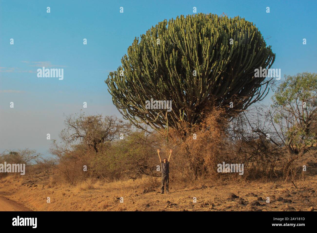 A very large cactus and a small person in comparison with it. The ...