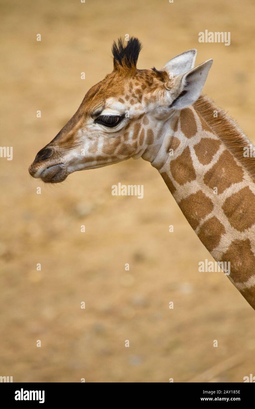 Ugandan giraffe, Giraffa camelopardalis rothschildi Stock Photo - Alamy