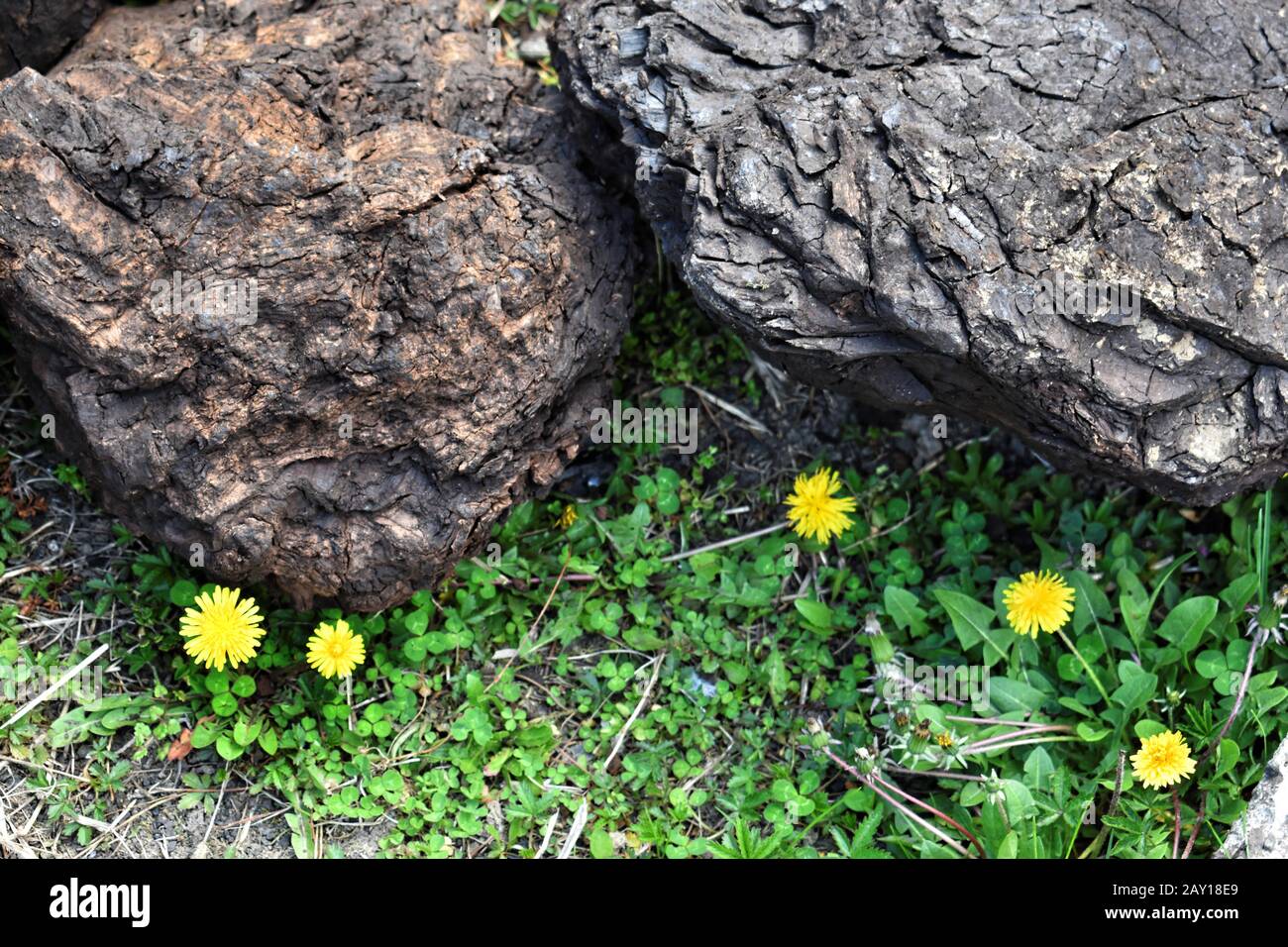 A pile of dry lignite coal ready for heating Stock Photo - Alamy