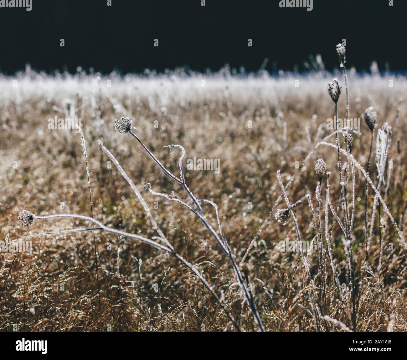 Frosty meadow of wildflowers and grasses in fall, surface view Stock ...
